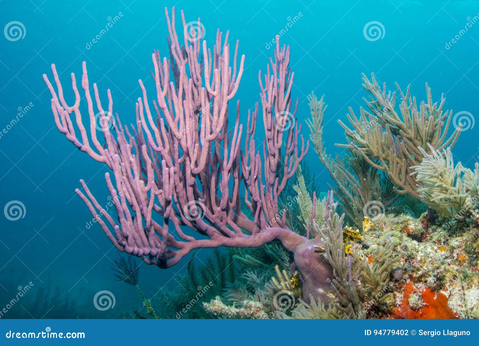 Rope Sponge stock photo. Image of underwater, dive, keys - 94779402