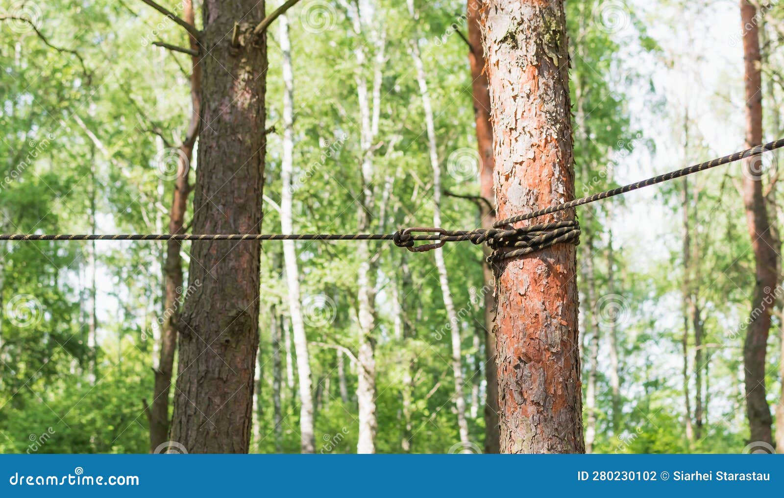 Rope Stretched on a Tree in the Forest Stock Photo - Image of green ...