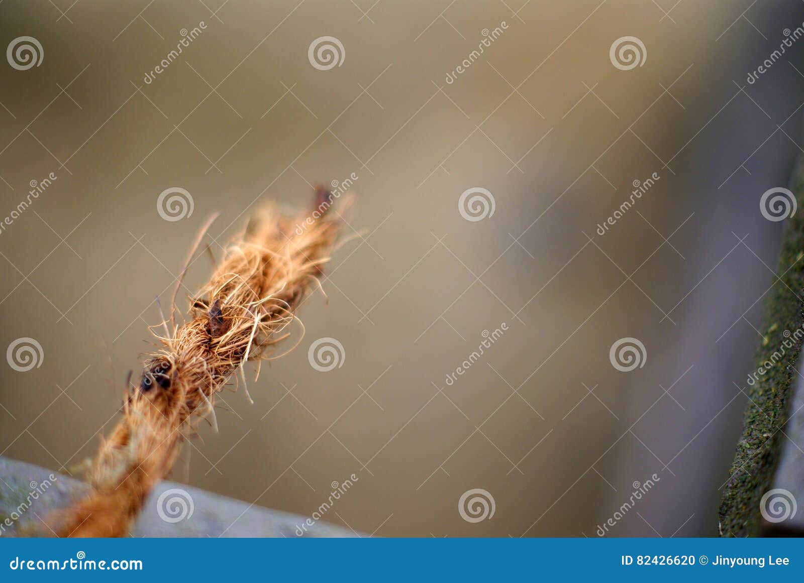 Rope stock photo. Image of string, conceptual, frayed - 82426620