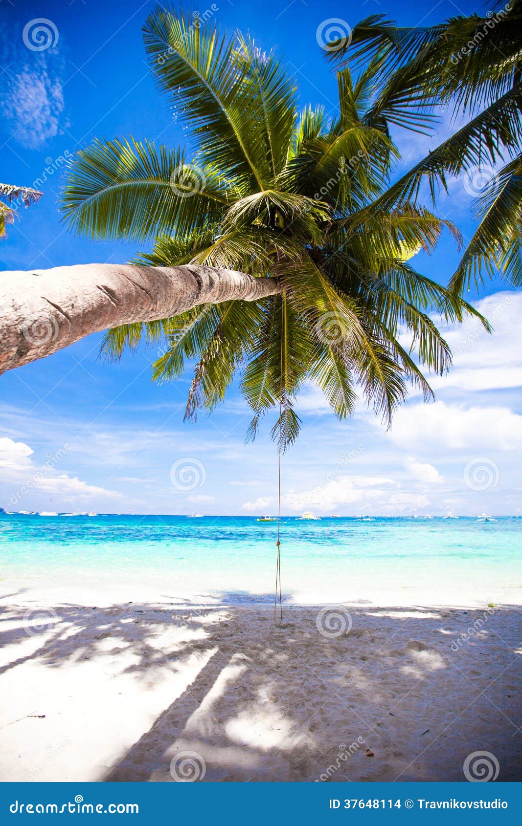 Rope Swing on Big Palm Tree at White Sandy Beach Stock Photo - Image of ...