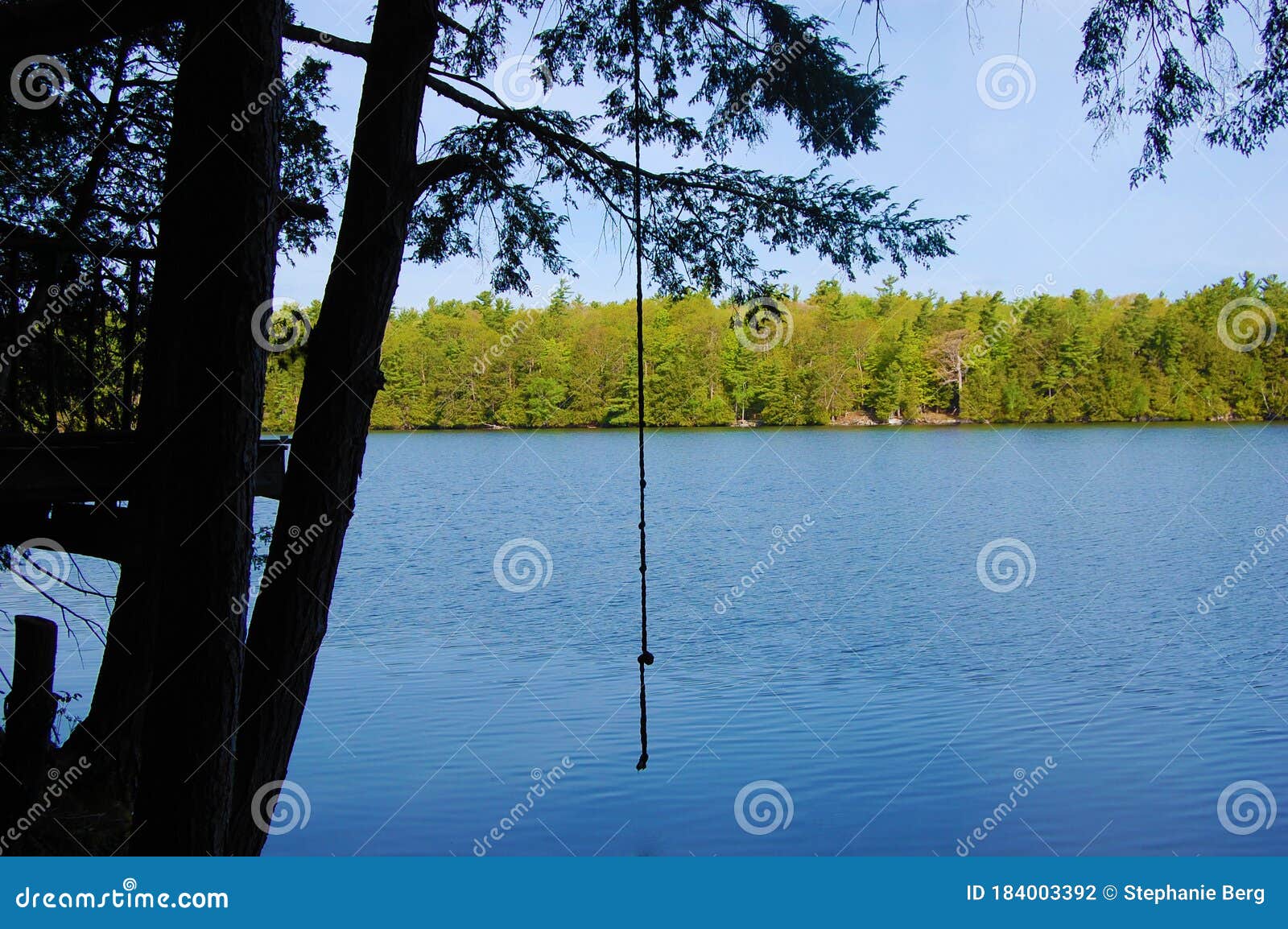 Rope Swing into a Lake stock photo. Image of background - 184003392
