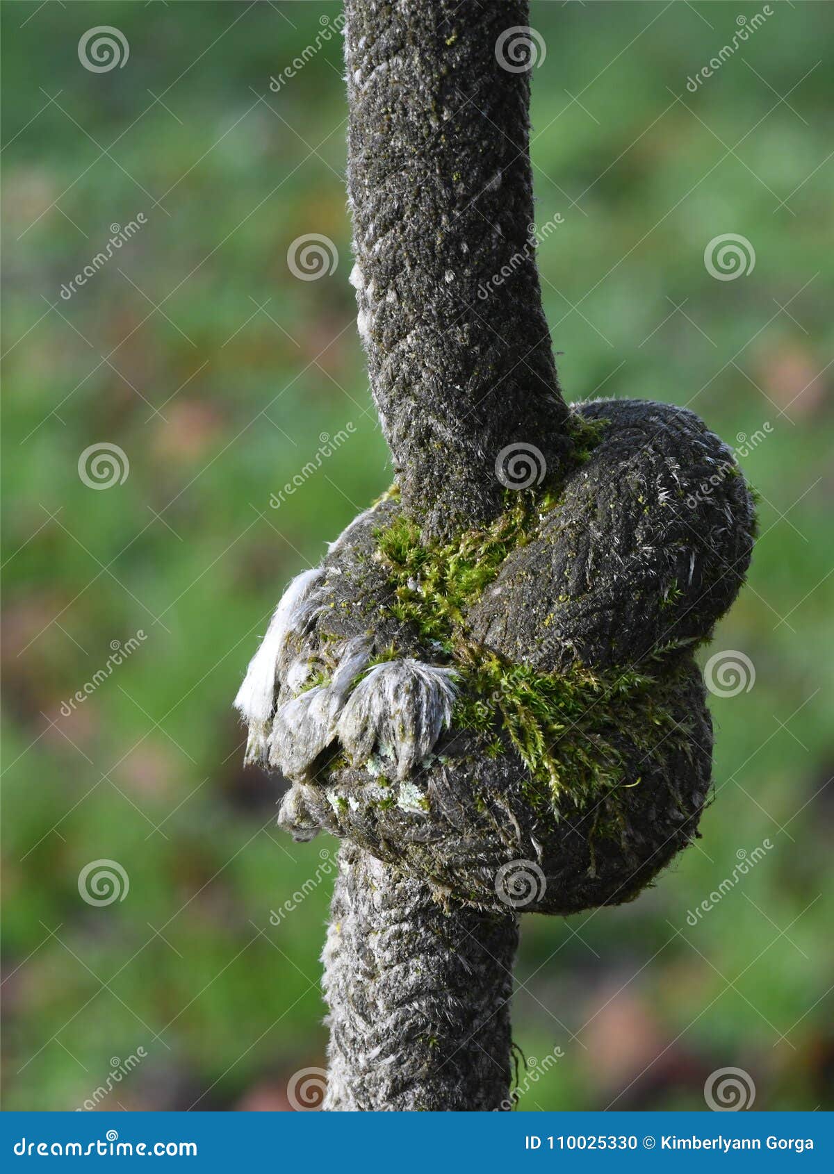 Rope Swing in Macro stock photo. Image of moss, covered - 110025330
