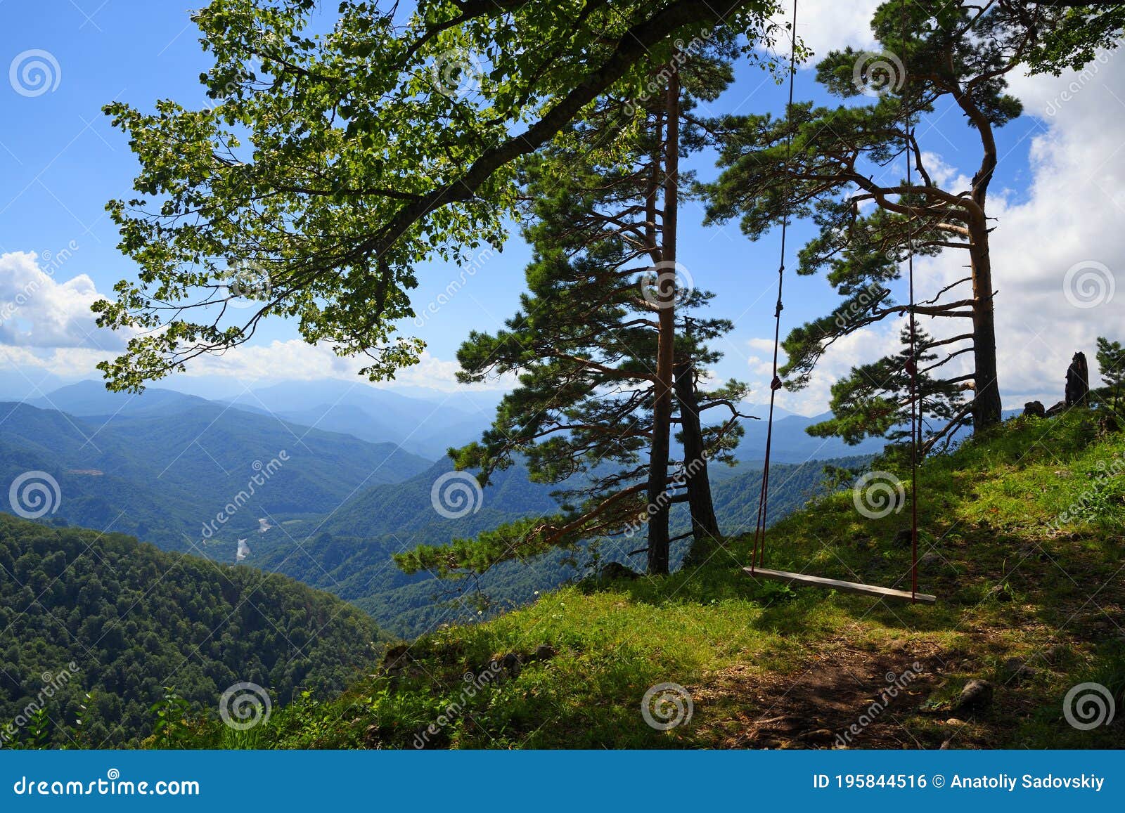 Rope swing in forest stock photo. Image of wood, trees - 195844516