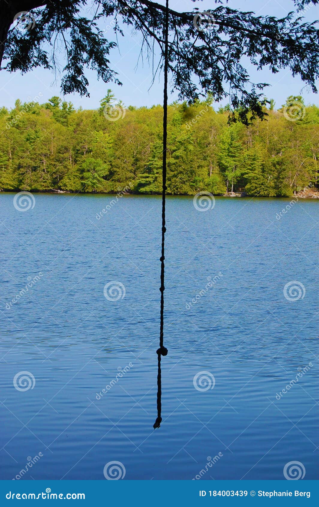 Tree Rope Swing into a Lake Stock Image - Image of dock, jump: 184003439