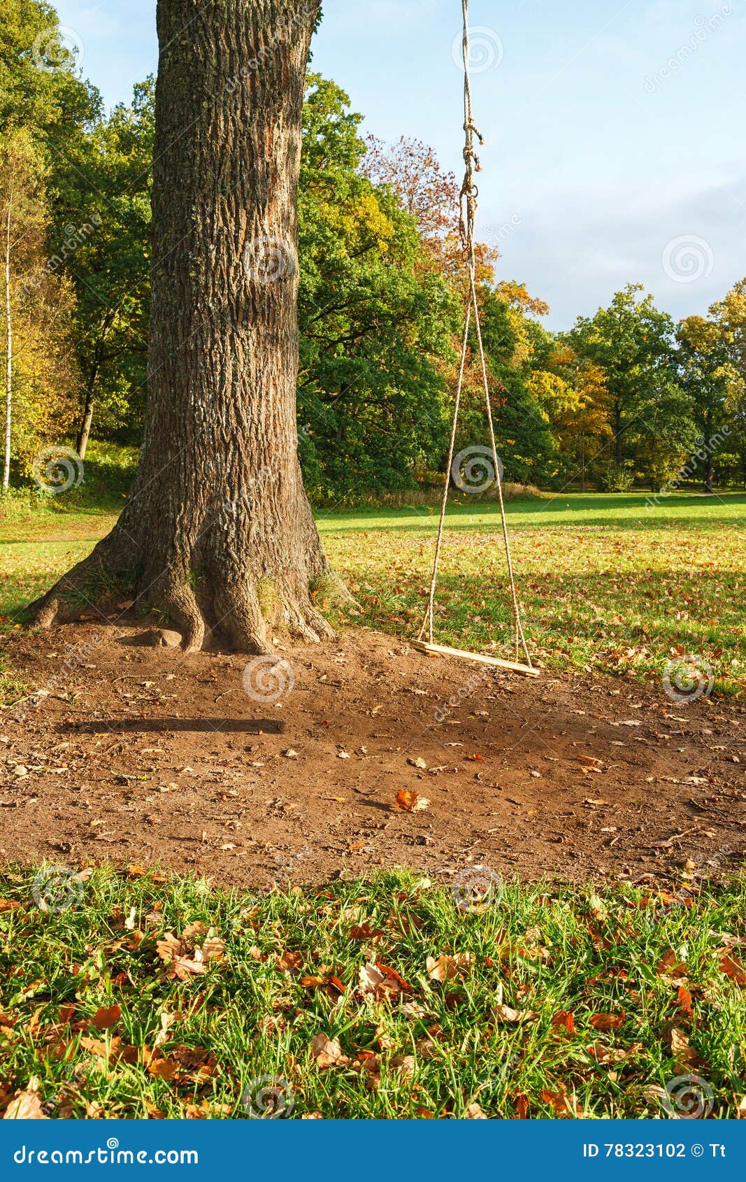 Rope swing in a tree stock photo. Image of outdoors, hanging - 78323102