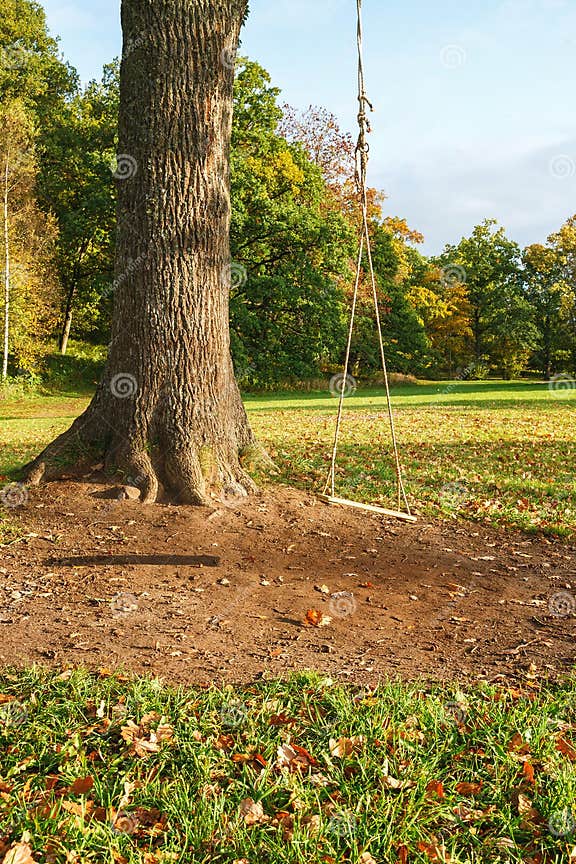 Rope swing in a tree stock photo. Image of outdoors, hanging - 78323102