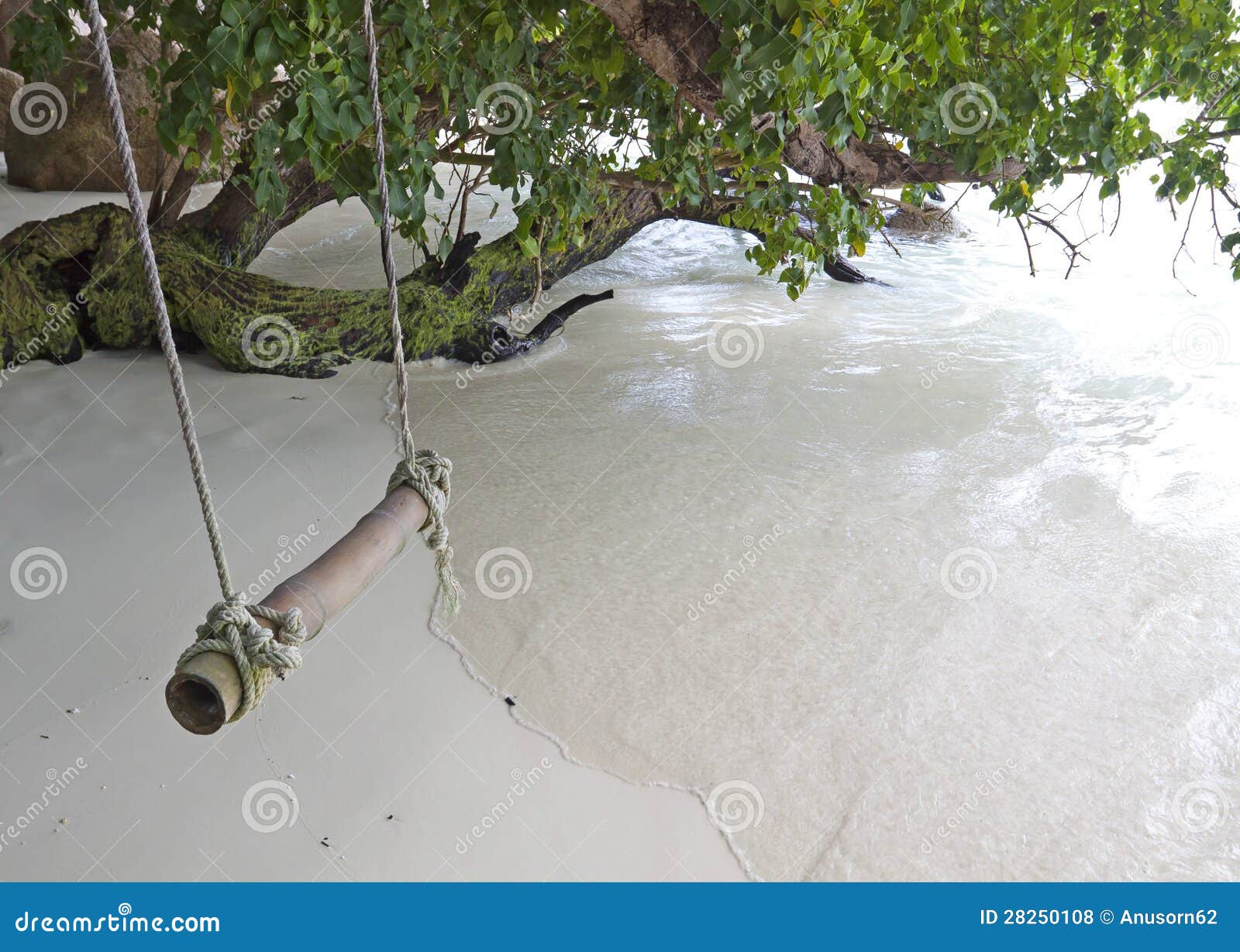 Rope Swing from Tree by the Sea Stock Photo - Image of branch, travel ...