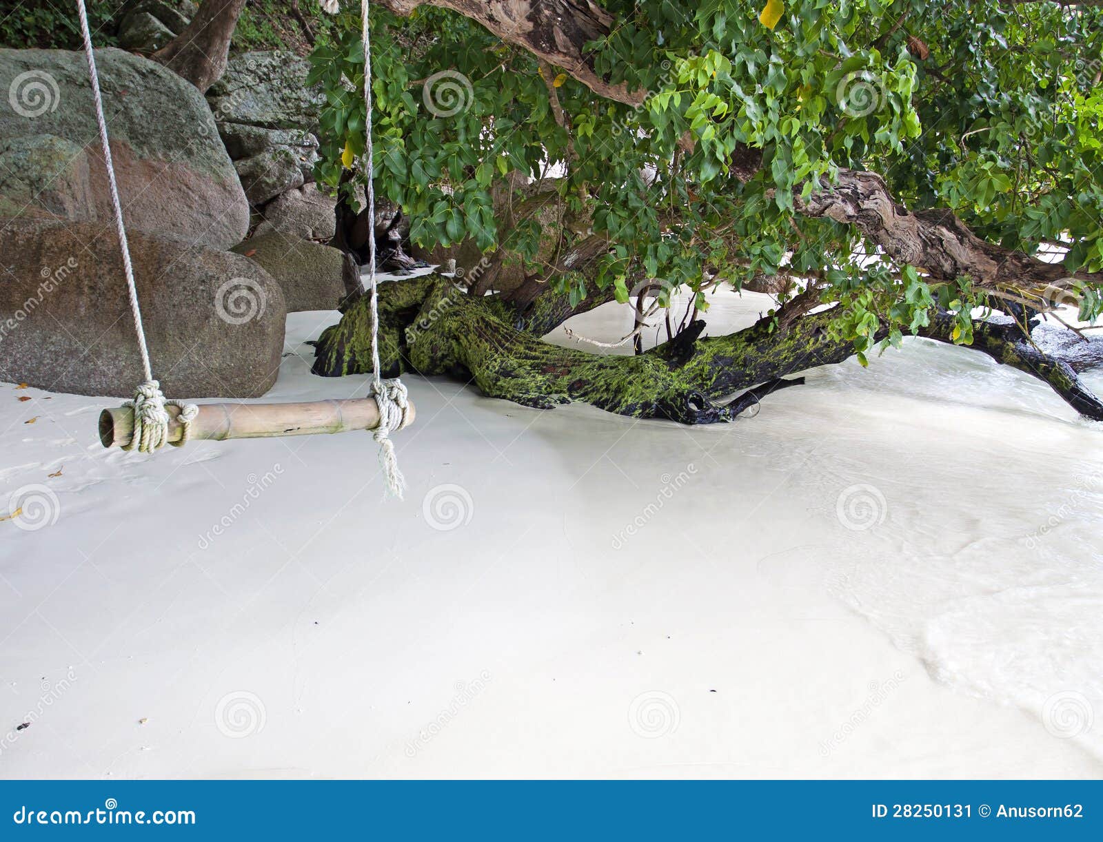 Rope Swing from Tree by the Sea Stock Image - Image of serene, summer ...