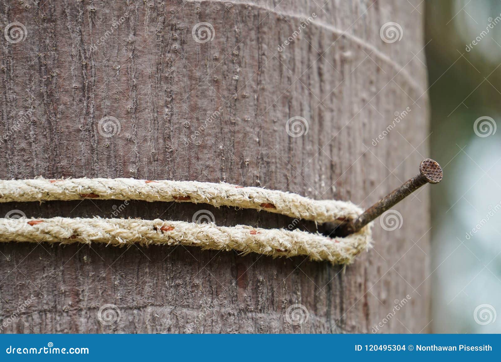 Rope tie to the tree trunk stock photo. Image of strong - 120495304