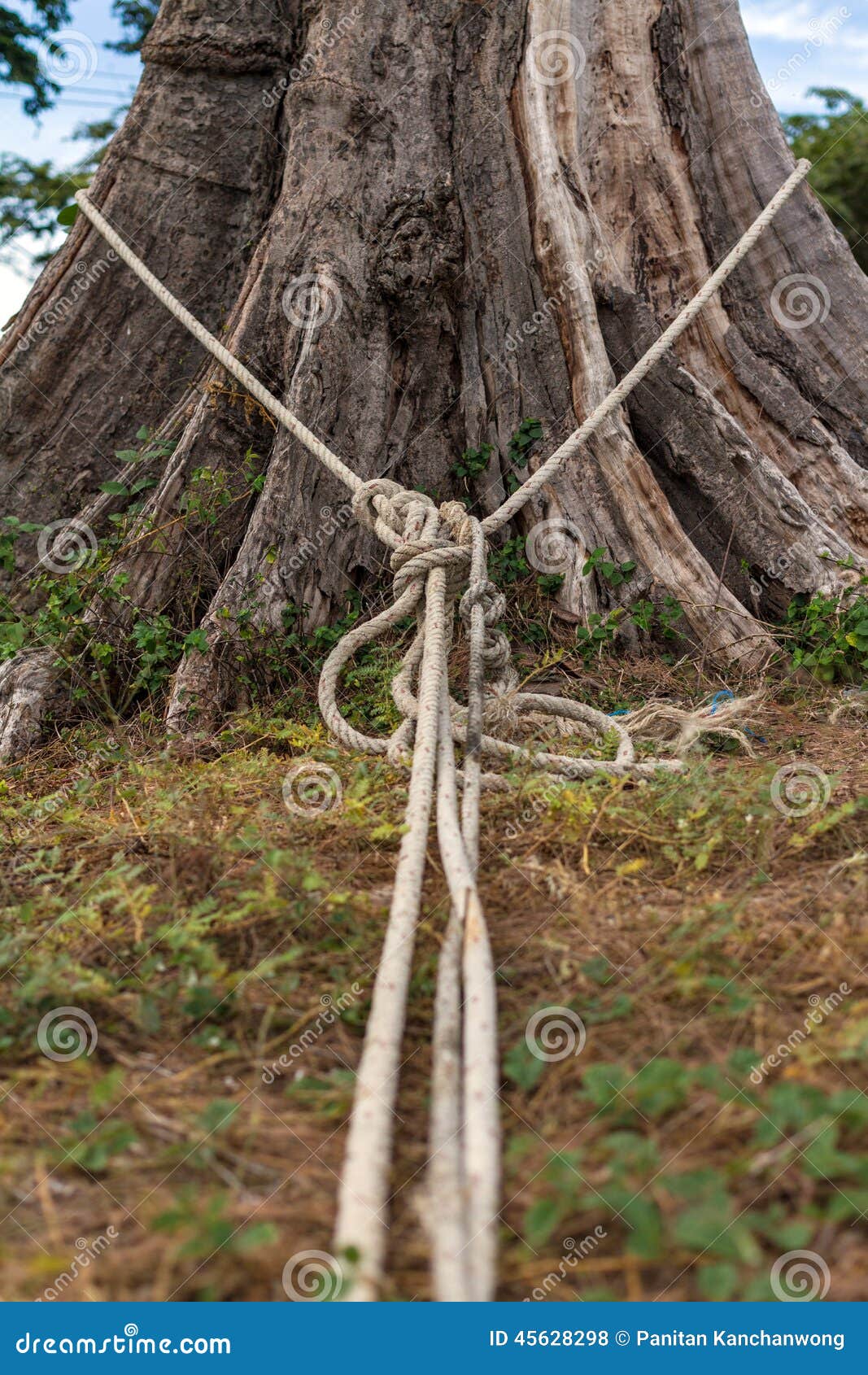 Rope tied around tree stock photo. Image of symbol, blue - 45628298