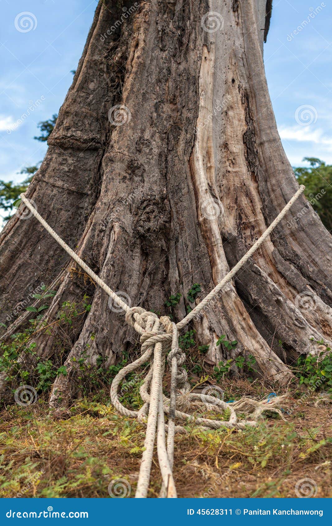 Rope tied around tree stock image. Image of climbing - 45628311