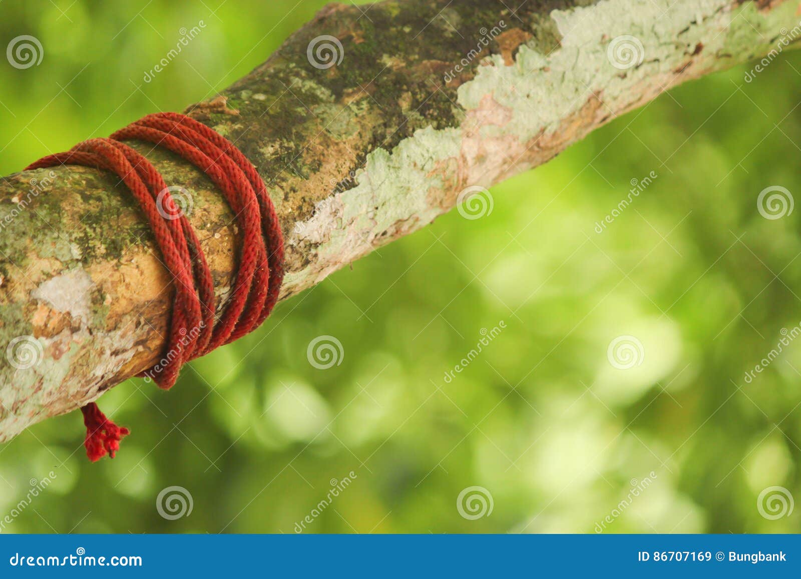 Rope tied on big branch stock image. Image of pattern - 86707169