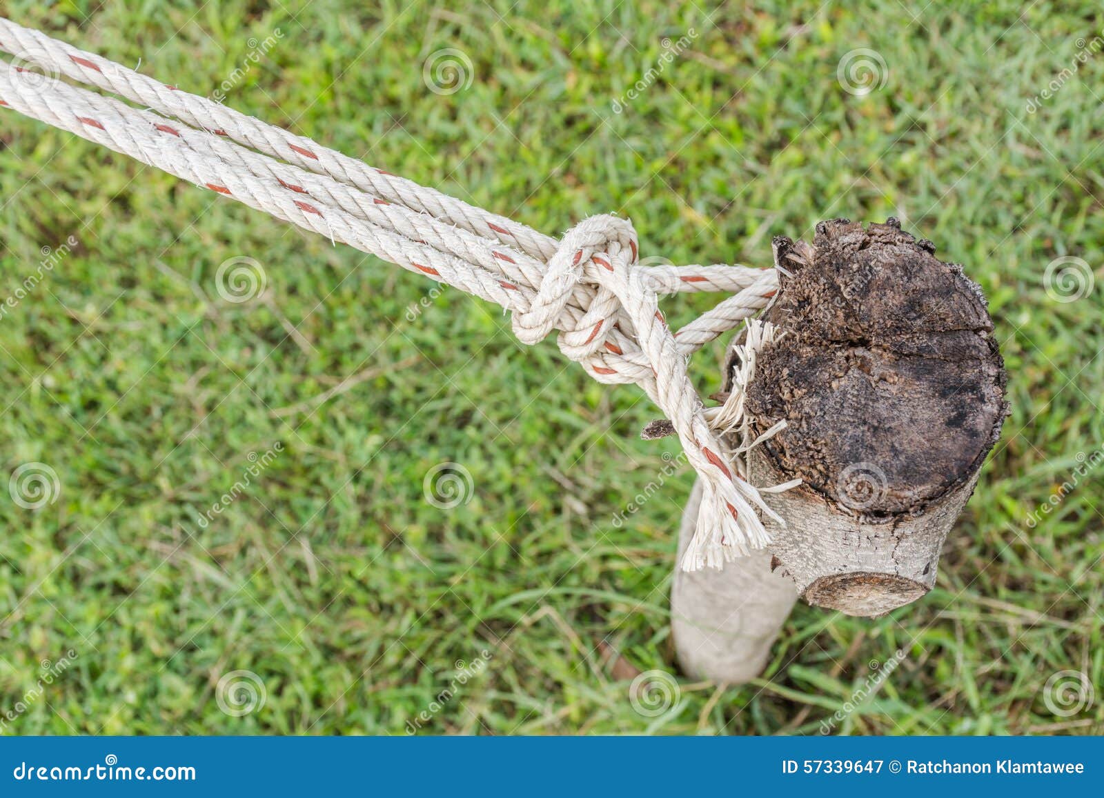 Rope tied stock image. Image of attach, tree, inconstancy - 57339647