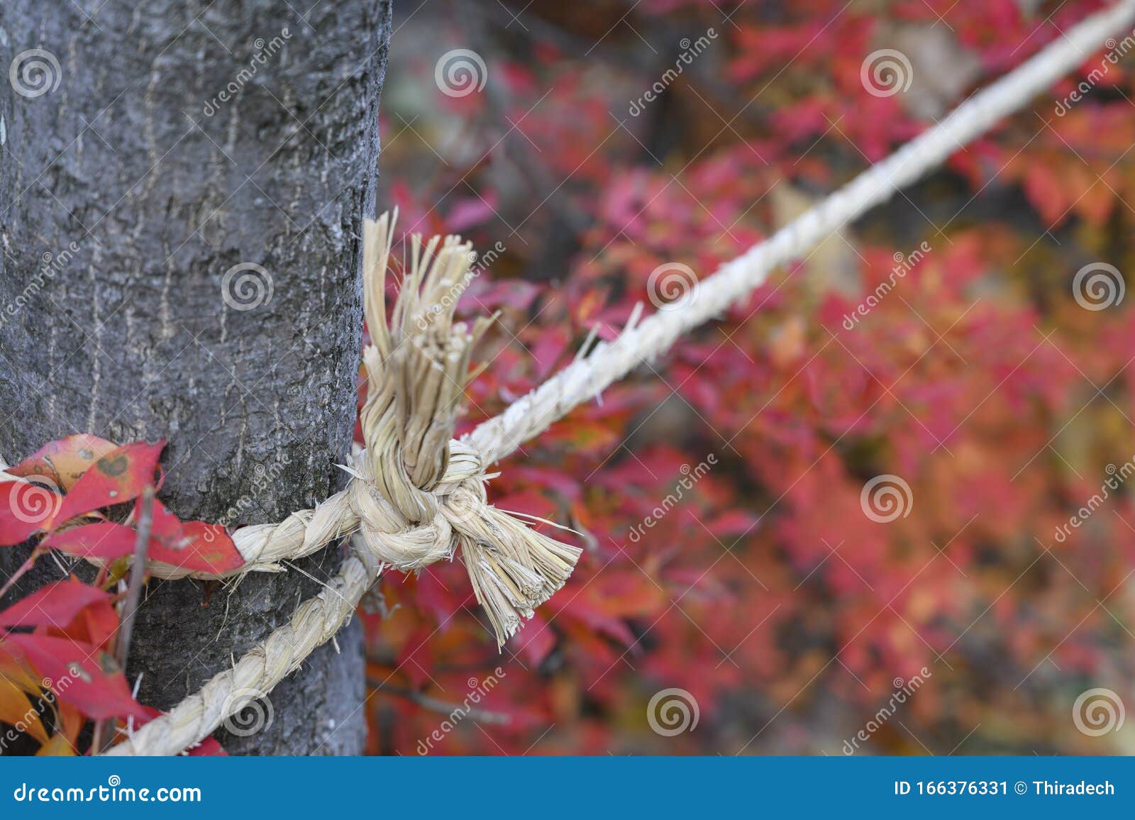 Rope Tied To a Tree on Nature Stock Image - Image of thread, view ...