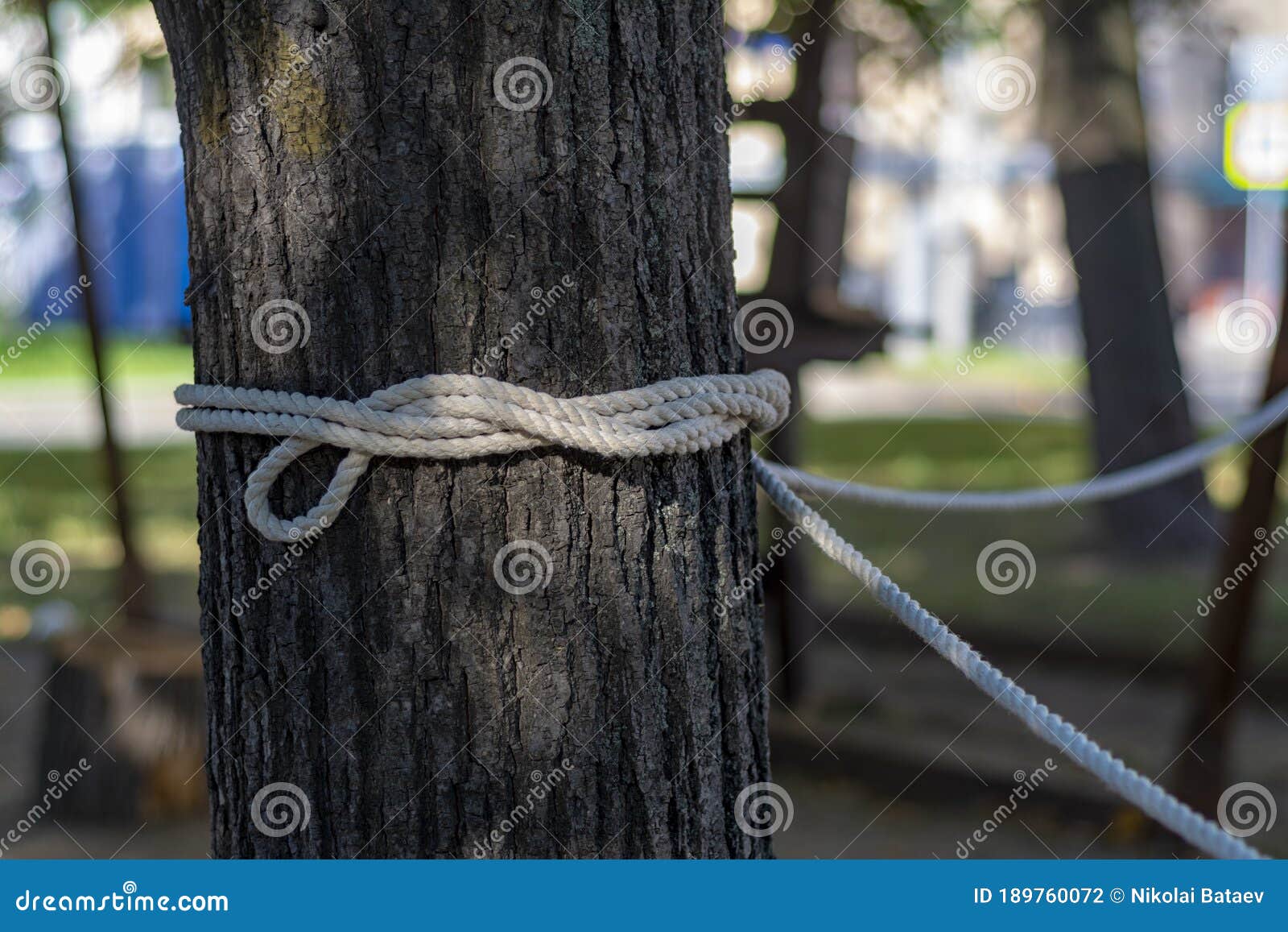 Rope tied to a tree stock photo. Image of knot, natural - 189760072