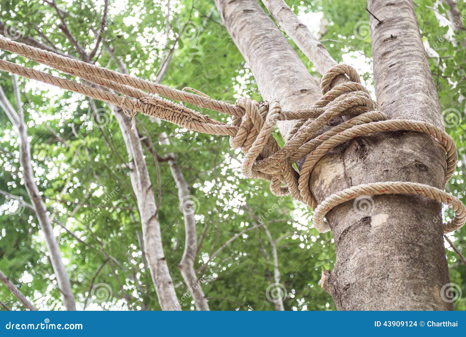 The rope tied to a tree stock photo. Image of nature - 43909124