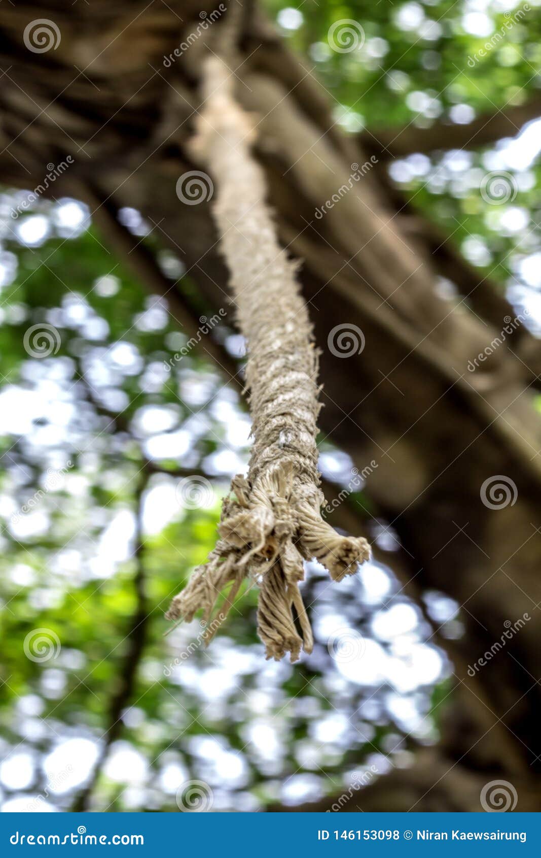 Rope Tied Tree Stock Images - Download 1,750 Royalty Free Photos