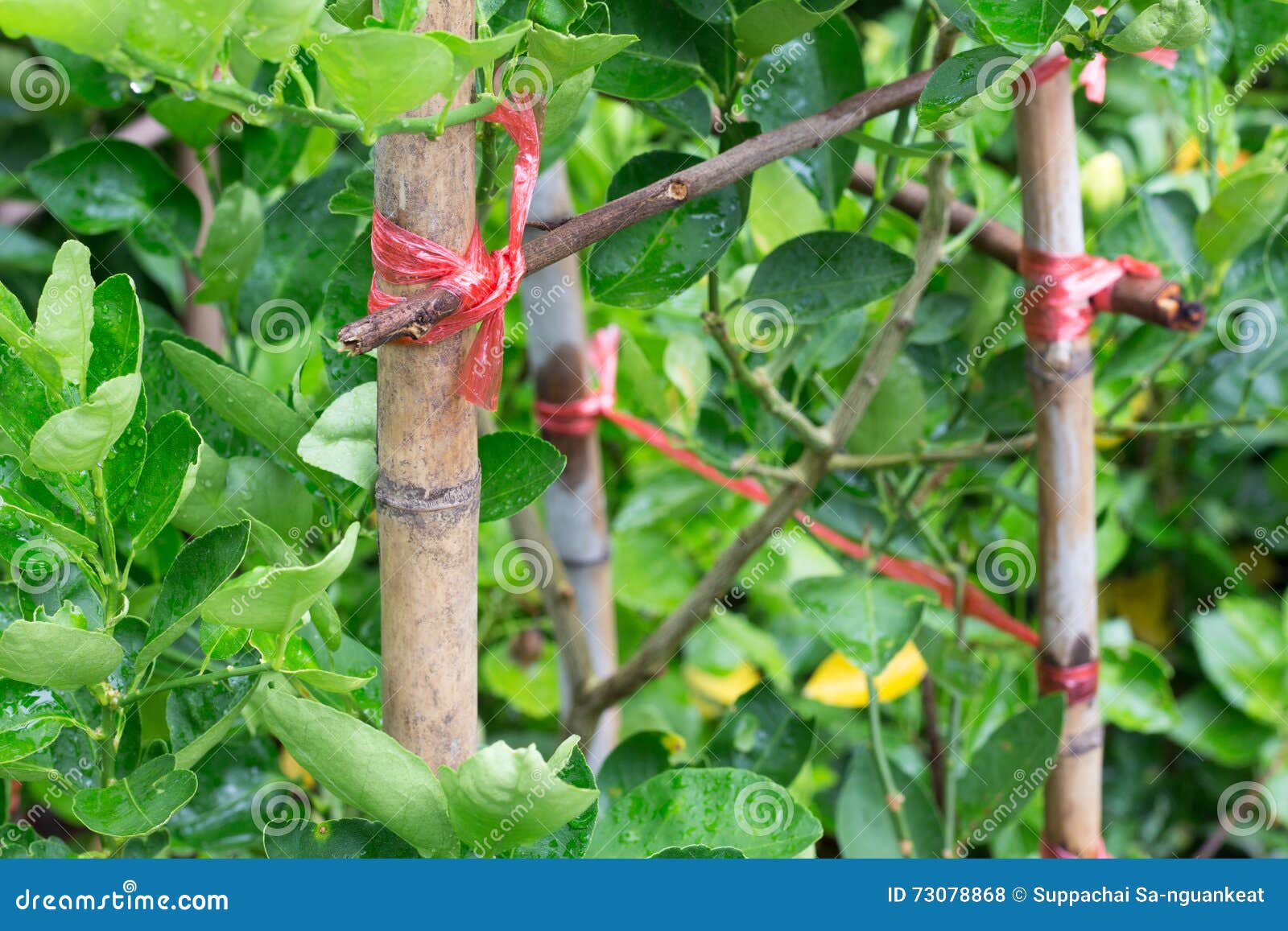 Tied Tree Stock Photography | CartoonDealer.com #134510066