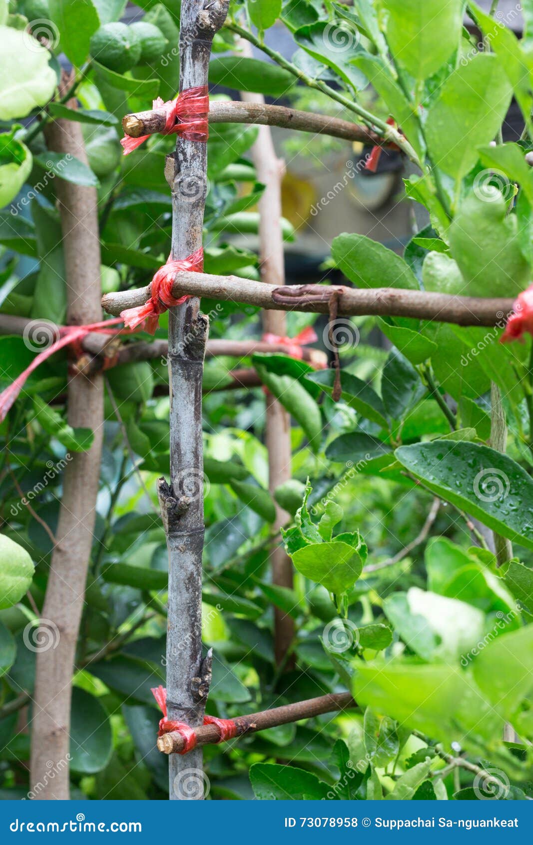 Tied Tree Stock Photography | CartoonDealer.com #134510066