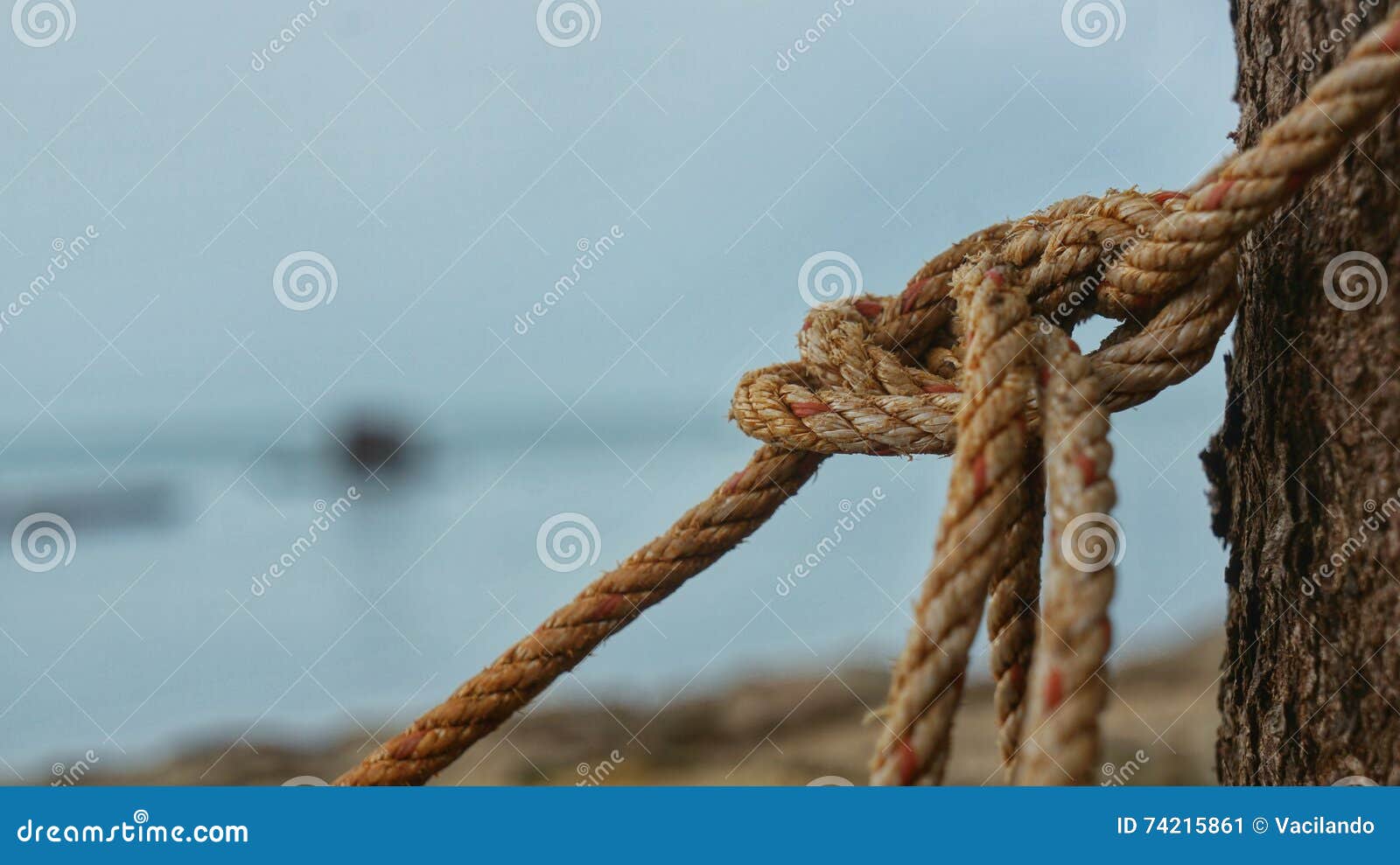 Rope Tied Up with a Knot on a Tree Stock Image - Image of save, bend ...
