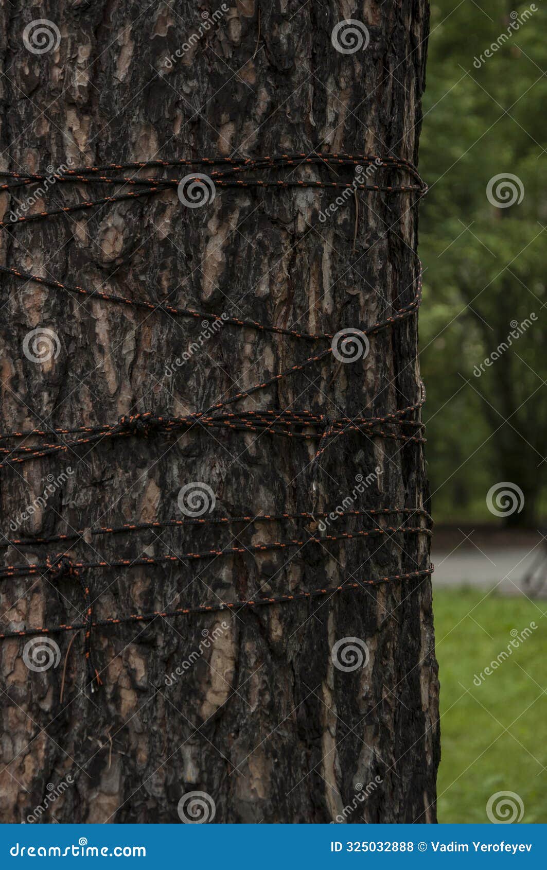 Rope Tightened Around Tree Trunk on Natural Bright Background Stock ...