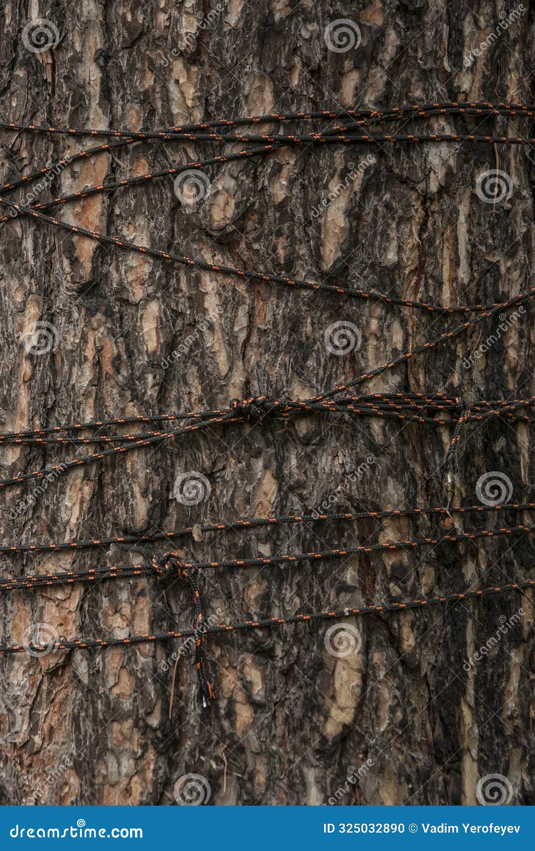 Rope Tightened Around Tree Trunk on Natural Bright Background Stock ...