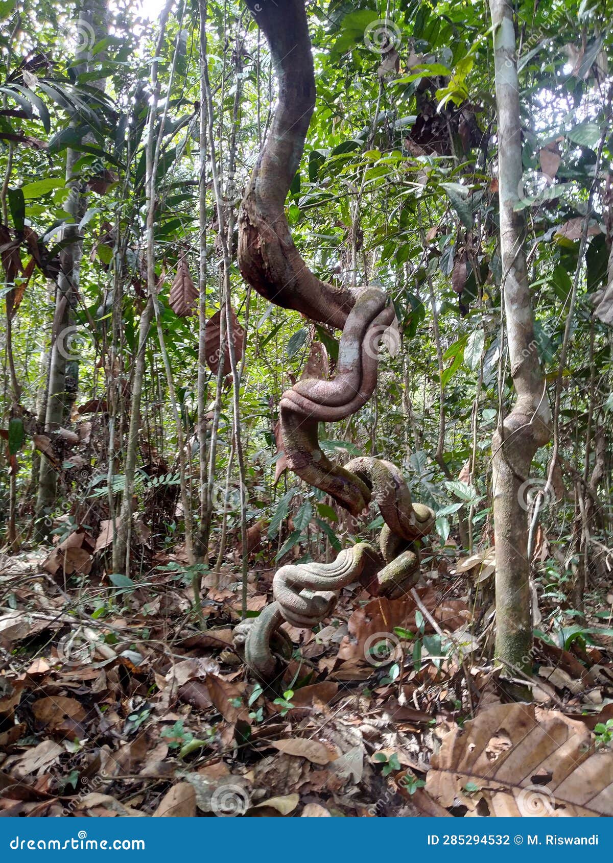 Rope Snake On Green Leaf Royalty-Free Stock Image | CartoonDealer.com ...