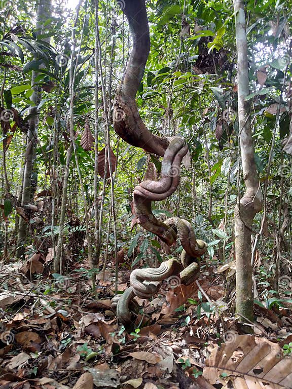 A Rope Tree Plant that Resembles a Snake Stock Photo - Image of ...