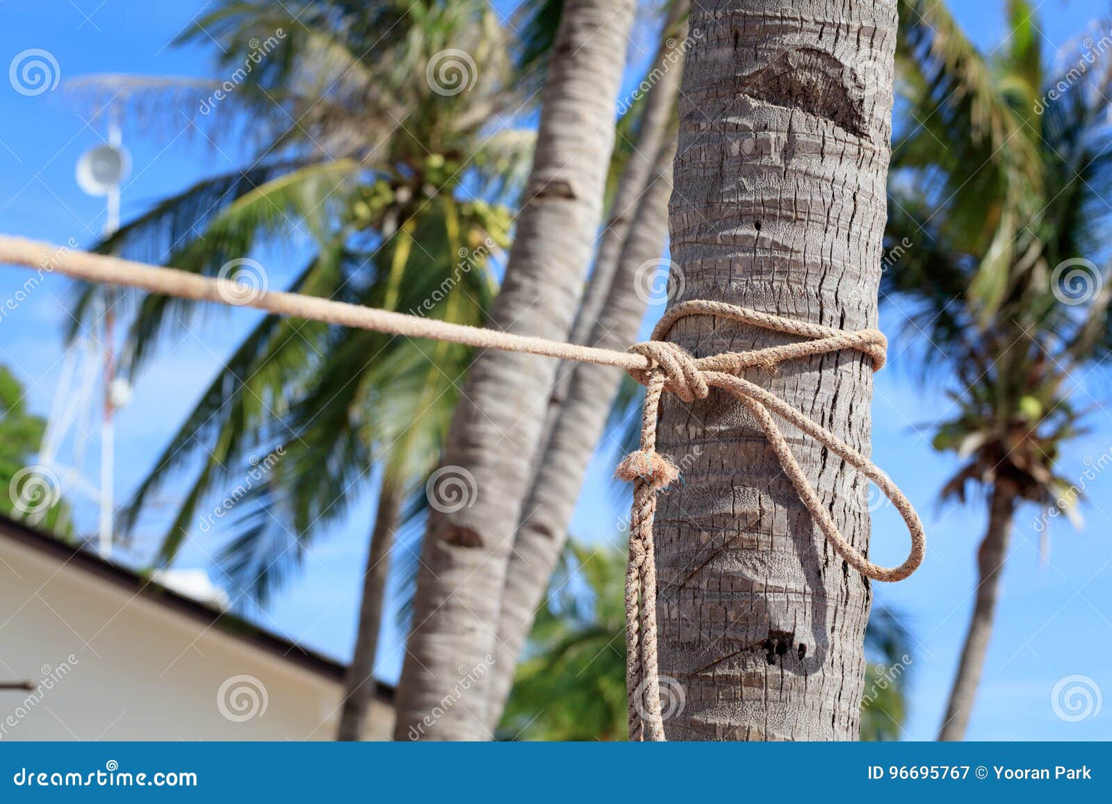 Rope with Tropical Palm Tree in Philippines Stock Image - Image of ...