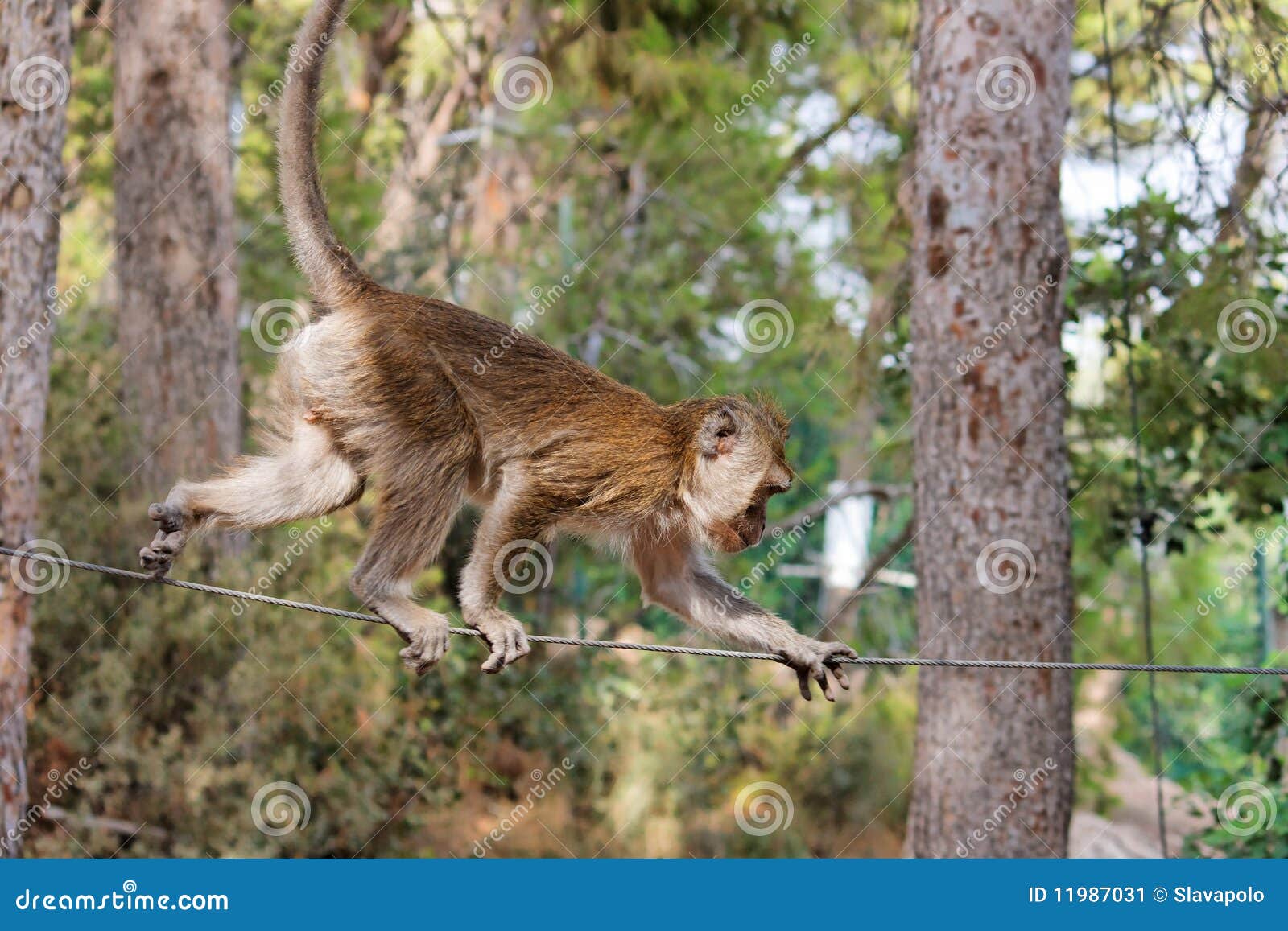 Rope-walking monkey stock image. Image of guenon, primate - 11987031