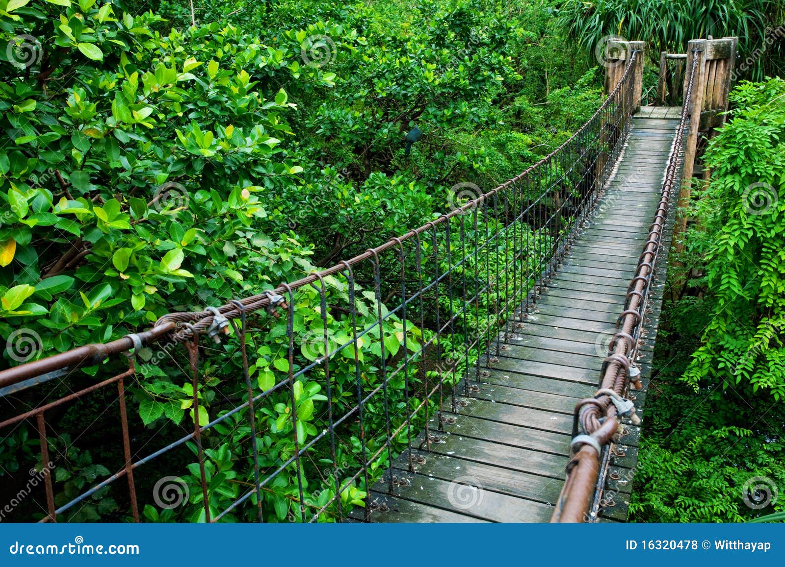 Rope walkway stock photo. Image of rope, green, destination - 16320478