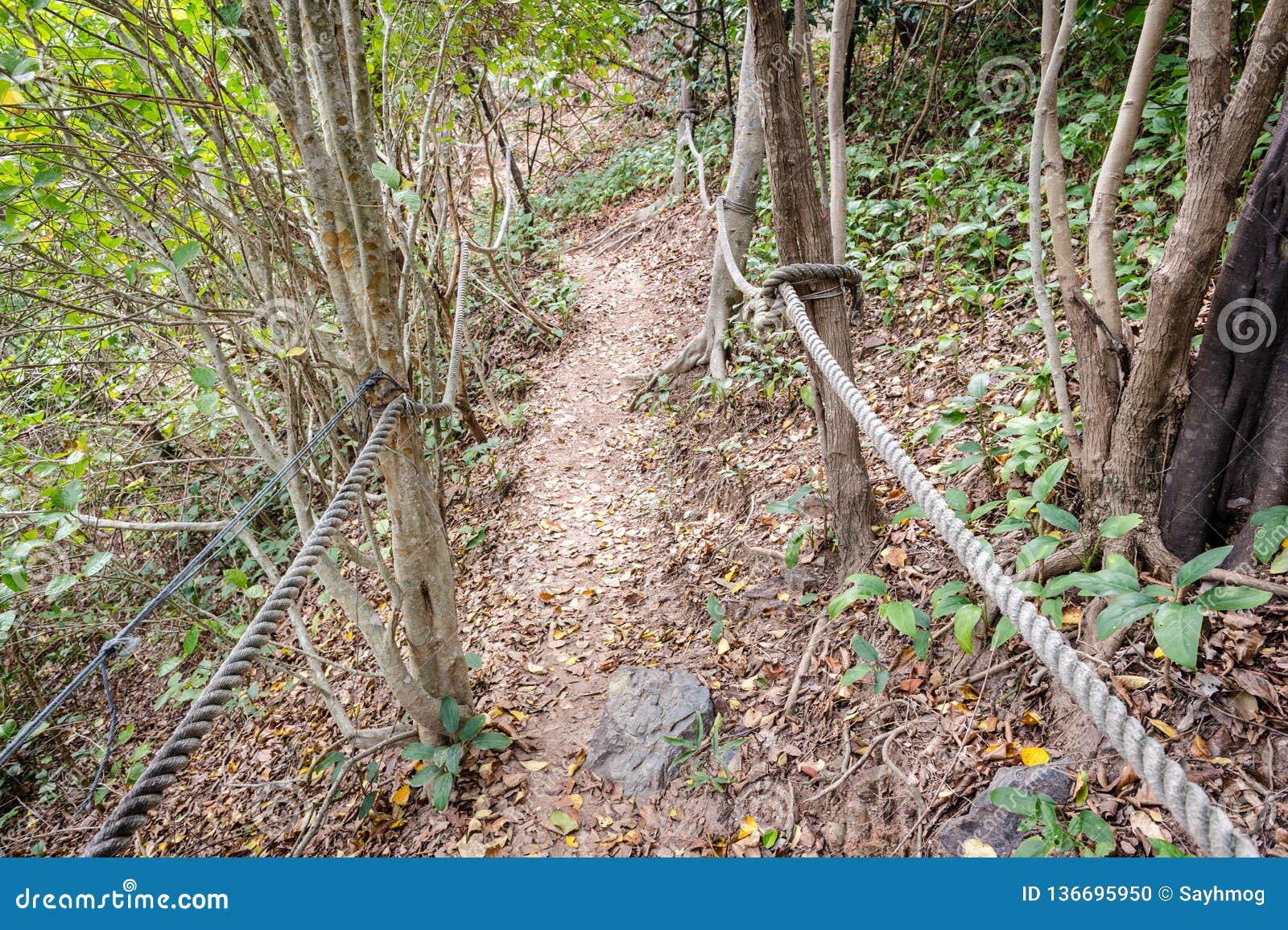 Rope with Walkway in the Forest Stock Photo - Image of green, park ...