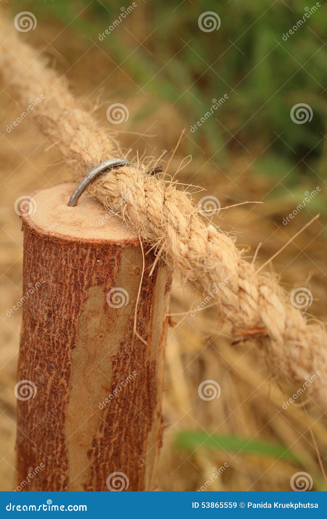 Rope Was Tied To a Pole in the Garden. Stock Image - Image of secured ...