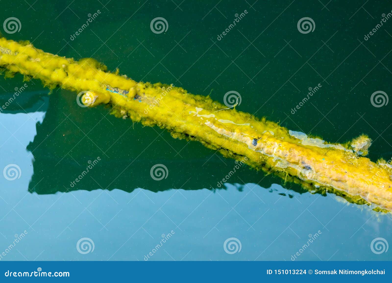 Rope on the Water for Rescue Personnel. Stock Photo - Image of pier ...