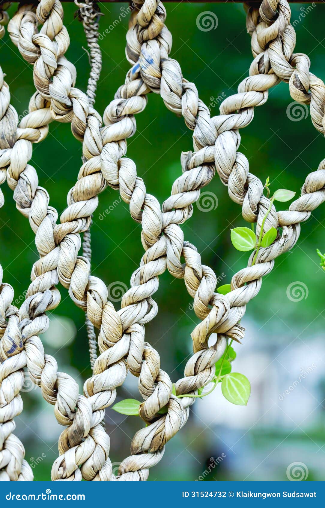 Rope Weave Form Water Hyacinth Stock Photo - Image of tree, leaf: 31524732