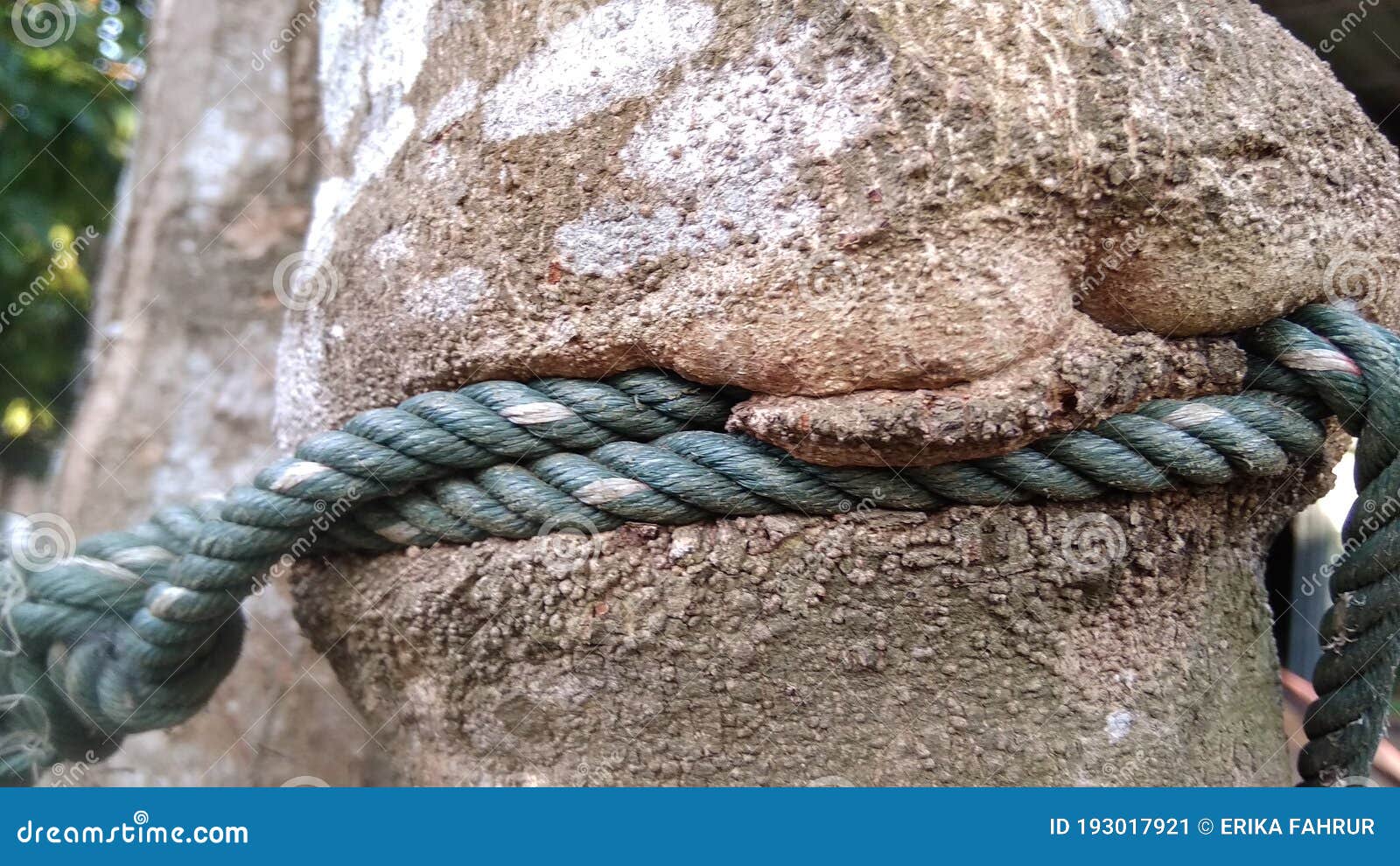 The Rope Wrapped Around The Tree Royalty-Free Stock Photo ...