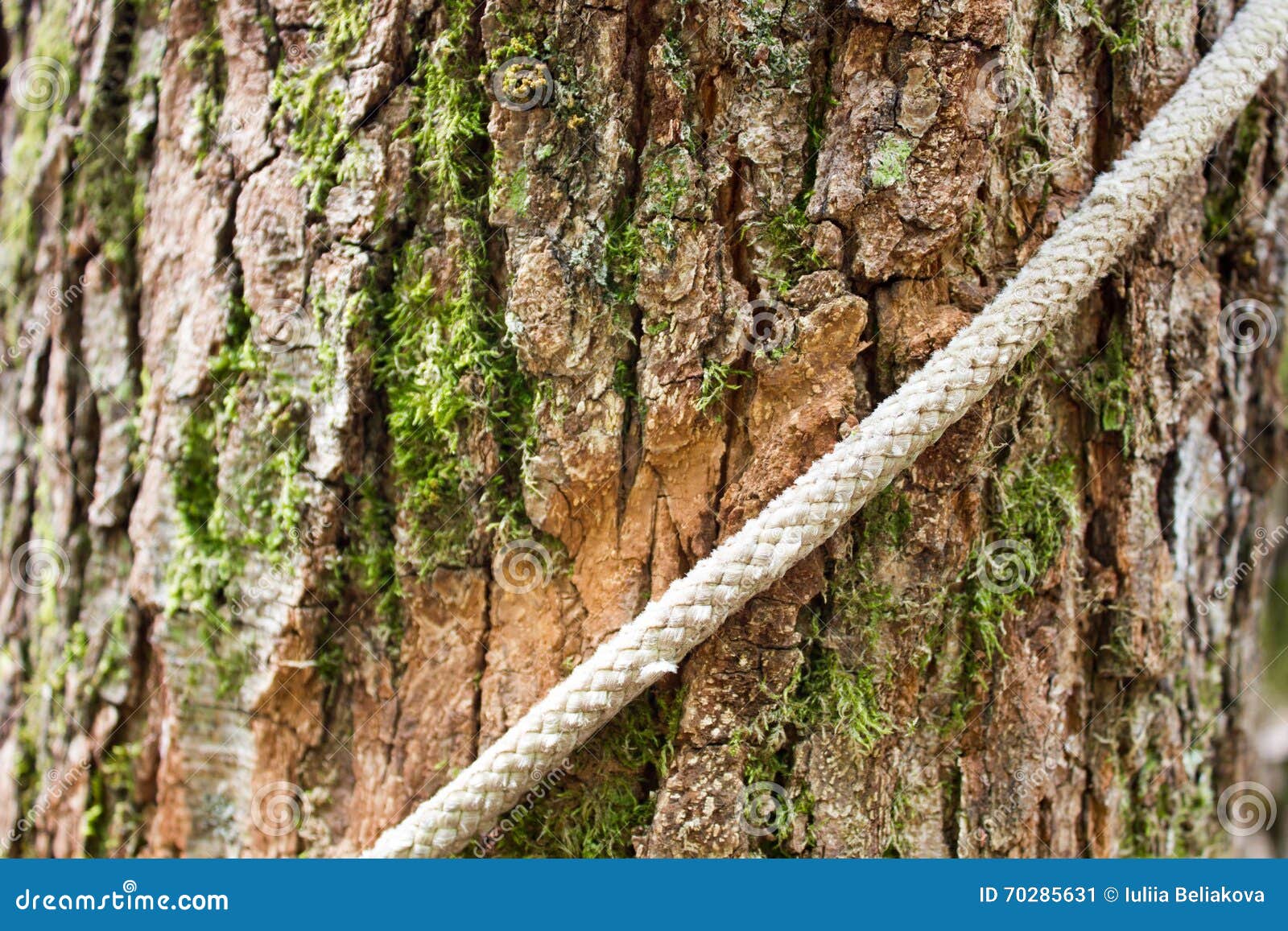 Rope Wrapped Around a Tree Trunk Stock Image - Image of element ...