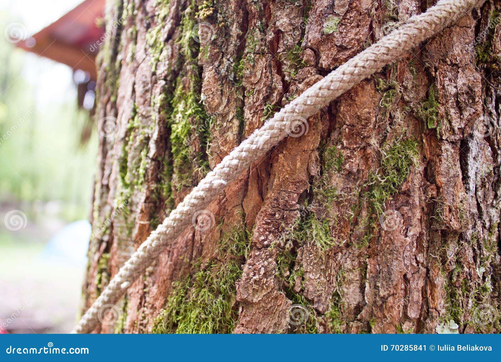 Rope Wrapped Around a Tree Trunk Stock Image - Image of base, metal ...