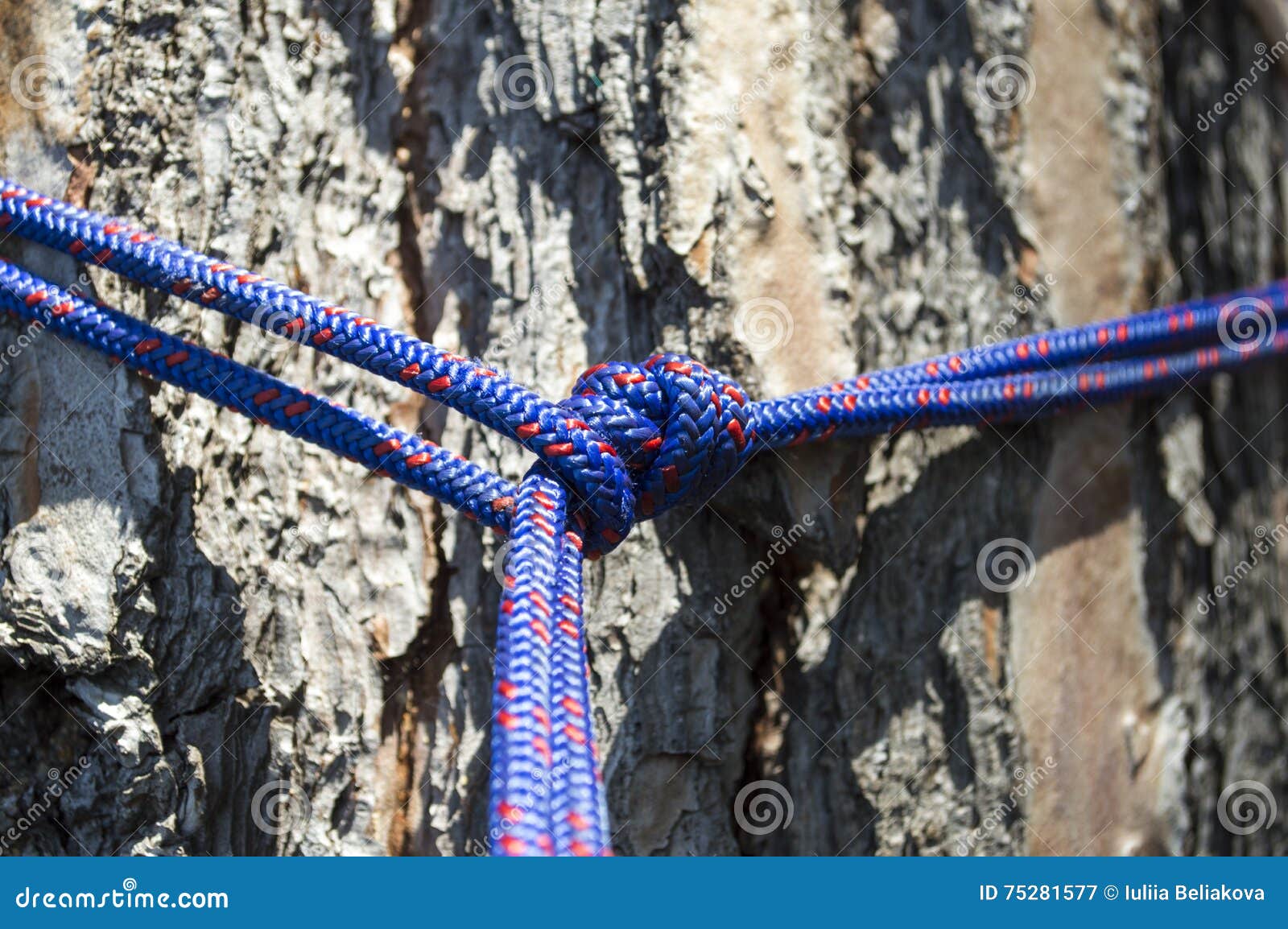 Rope Wrapped Around a Tree Trunk Stock Image - Image of asian, metal ...