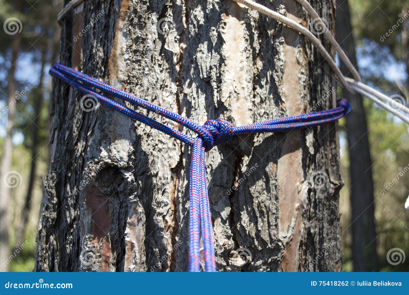 Rope Wrapped Around a Tree Trunk Stock Photo - Image of base, buddhist ...