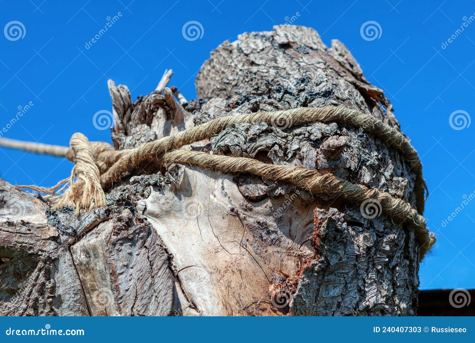 Rope wrapped on stump stock image. Image of tied, angkor - 240407303