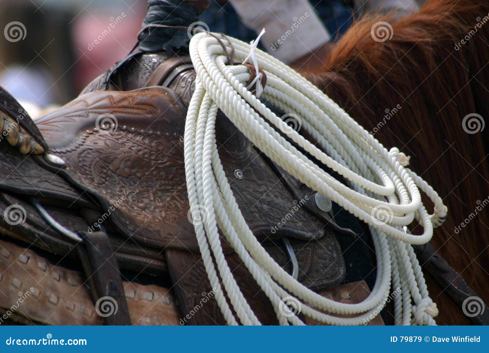 Team Roping Ropes Stock Photos - Free & Royalty-Free Stock Photos from ...