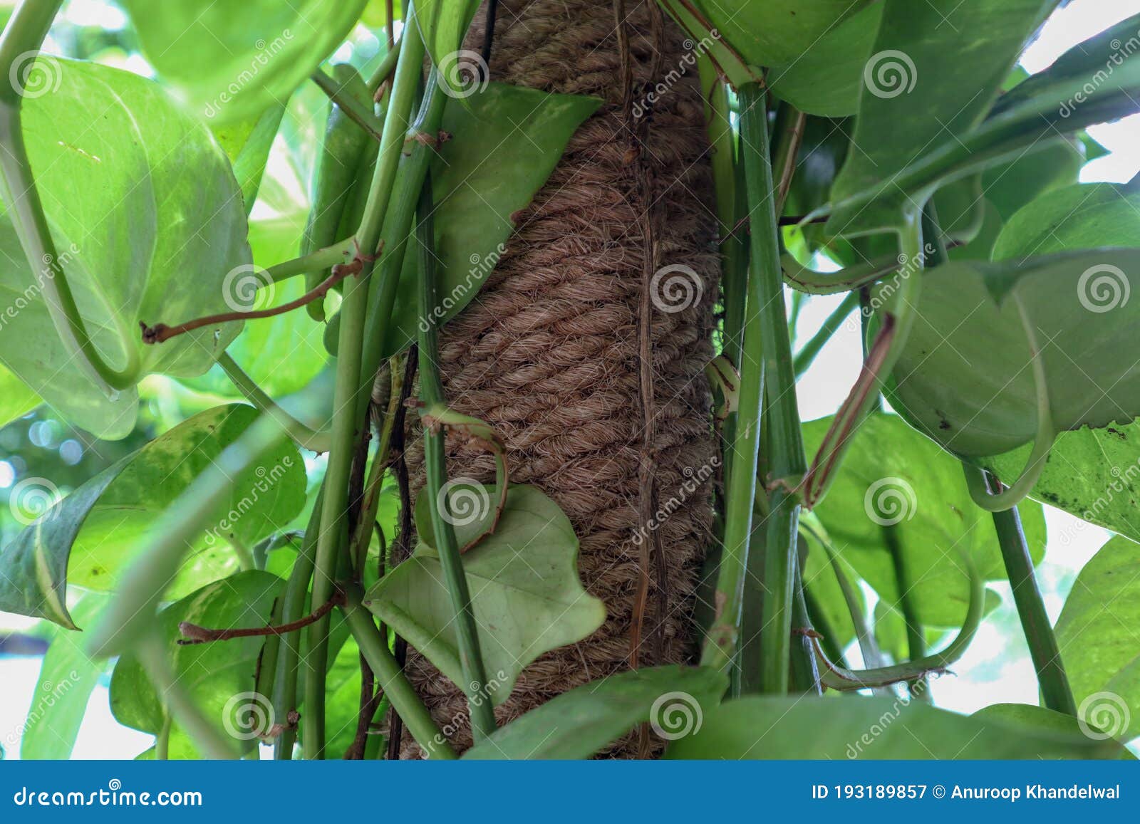 Ropes on a Pole Holding Plants To Help it Grow Around the Pole Stock ...