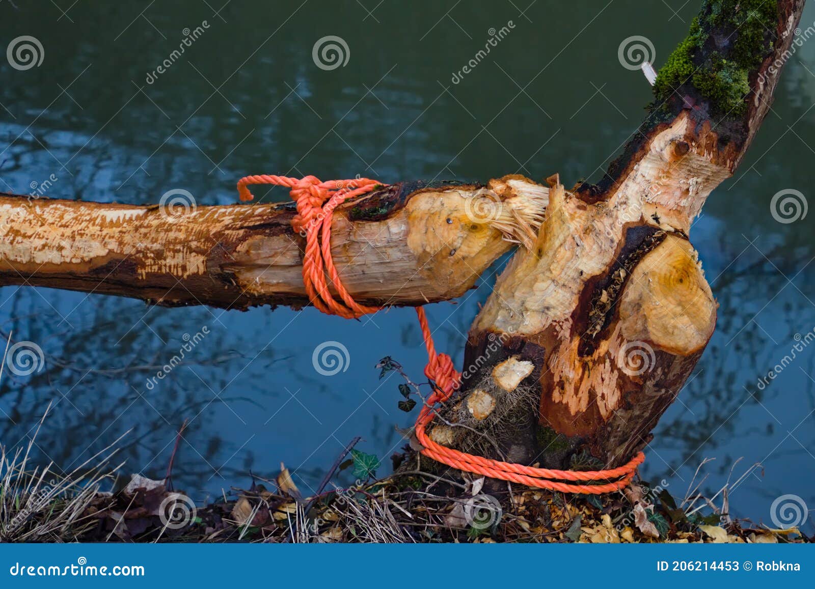 Ropes Securing Tree Trunk after Damage Done by a Beaver Near a River ...
