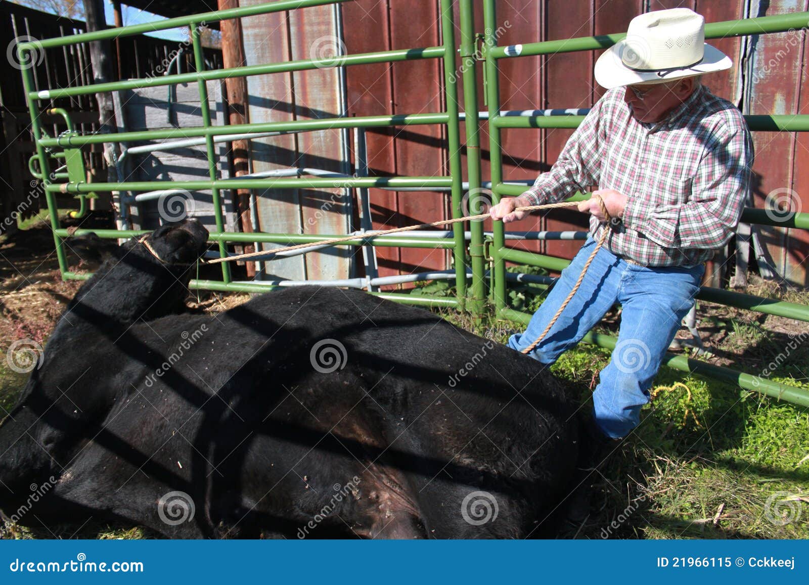 Roping Bull image stock. Image du bucolique, jeans, initialisations ...