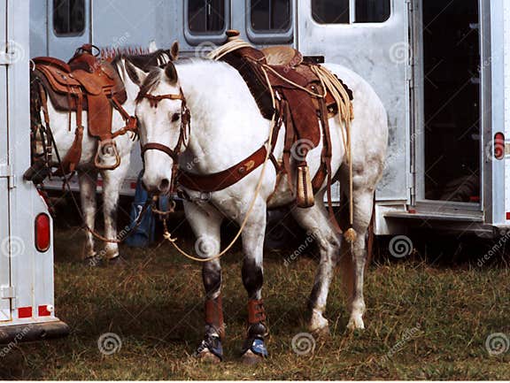 Roping Horses stock image. Image of wait, grey, horseshow - 28159
