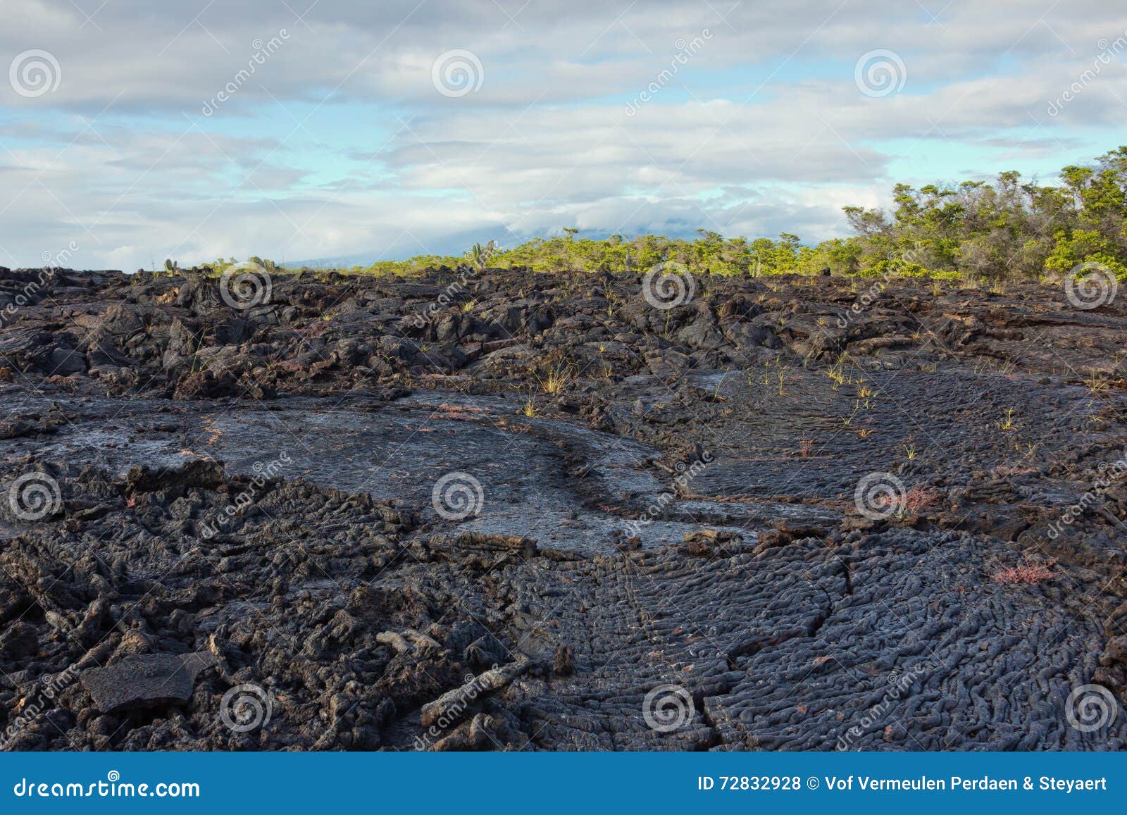 Ropy Pahoehoe Lava Flow on Isabela Stock Photo - Image of magma ...