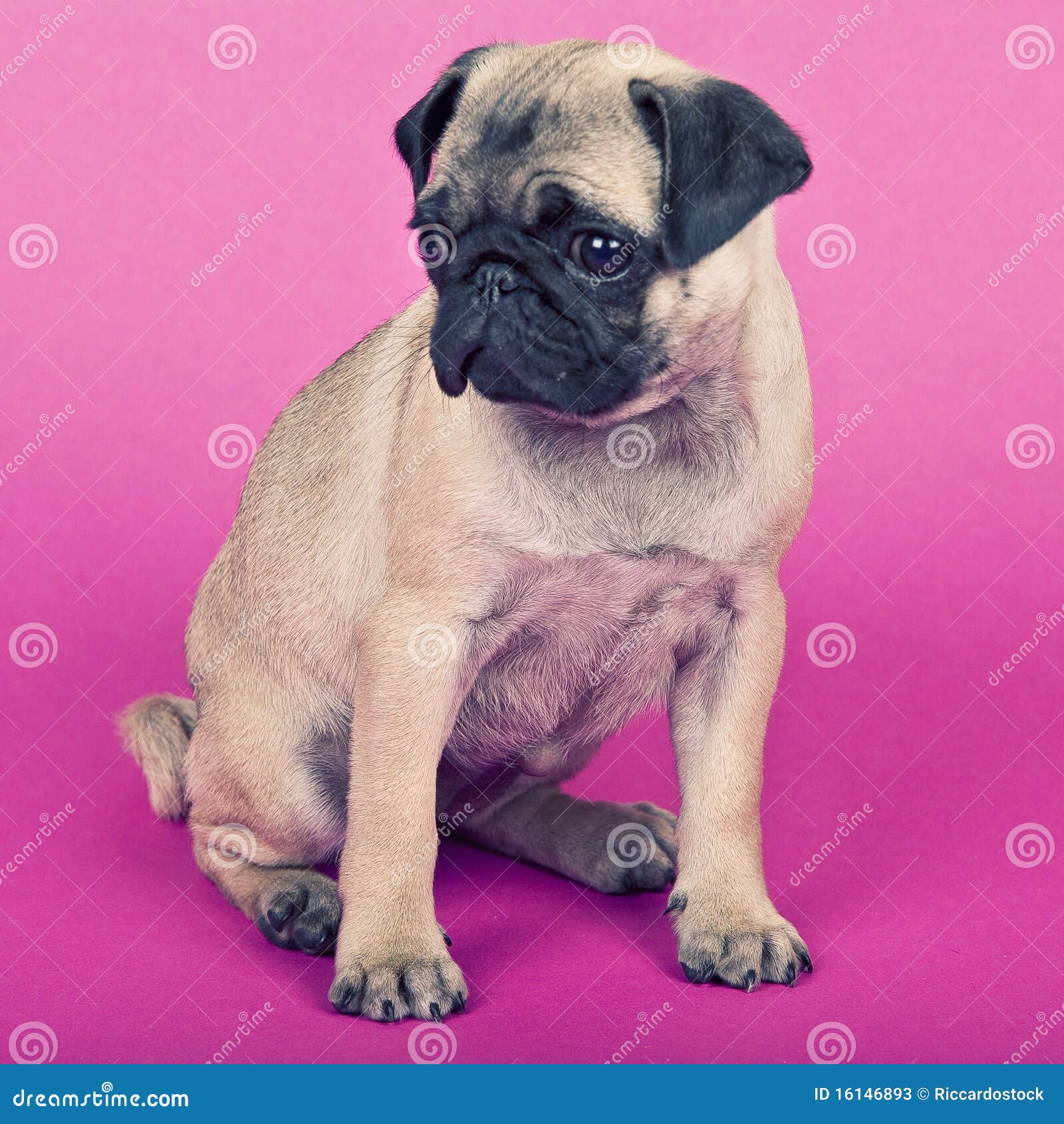 Roquet image stock. Image of pedigree, gosses, contrat - 16146893