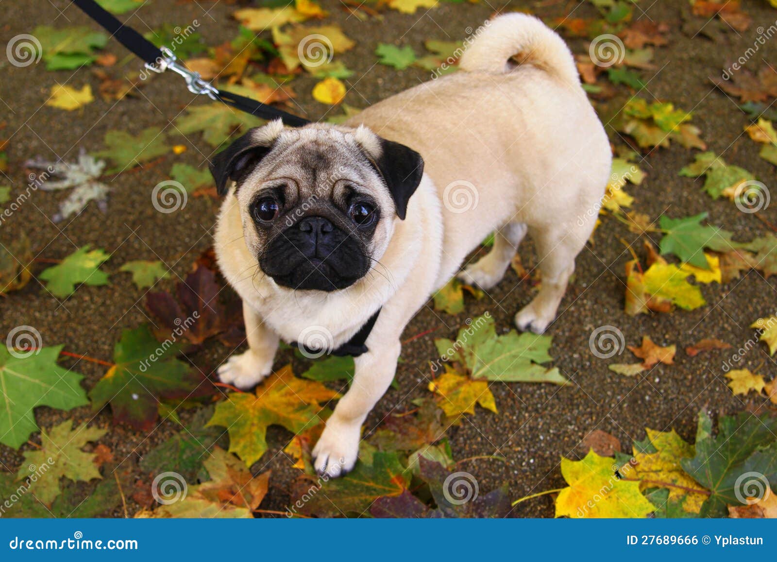 Roquet photo stock. Image du chiot, lames, automne, regarder - 27689666