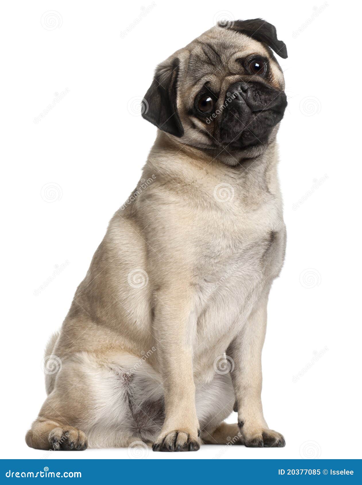 Roquet, 8 Mois, Se Reposant Image stock - Image du roquet, canin: 20377085